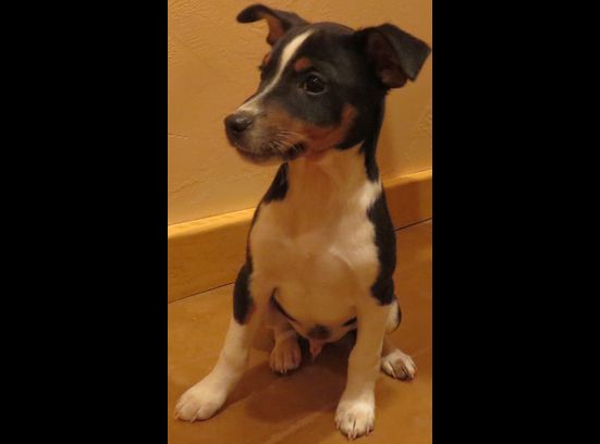 Spur – male – Rat Race Rat Terriers