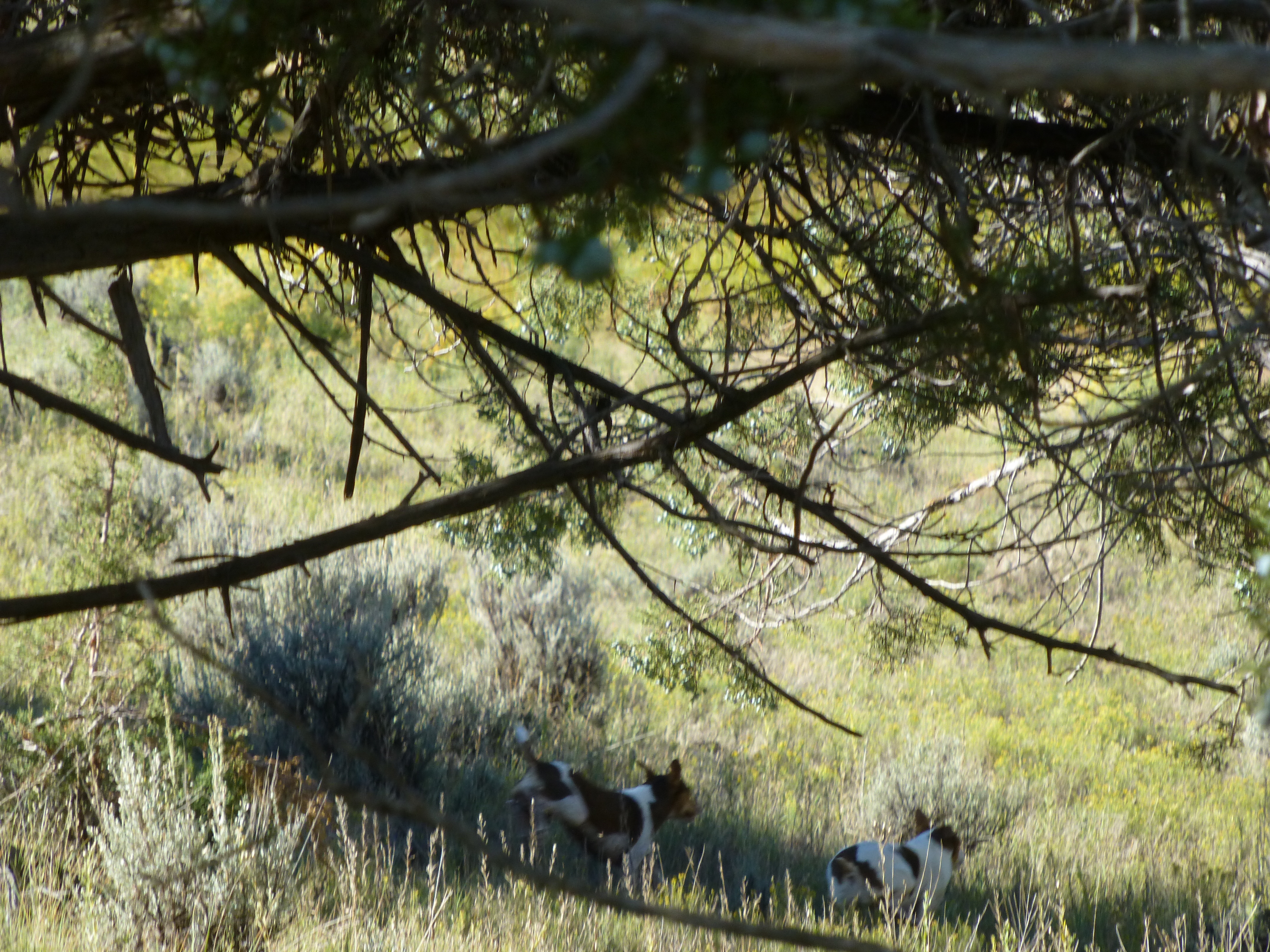 Turkeys – Rat Race Rat Terriers