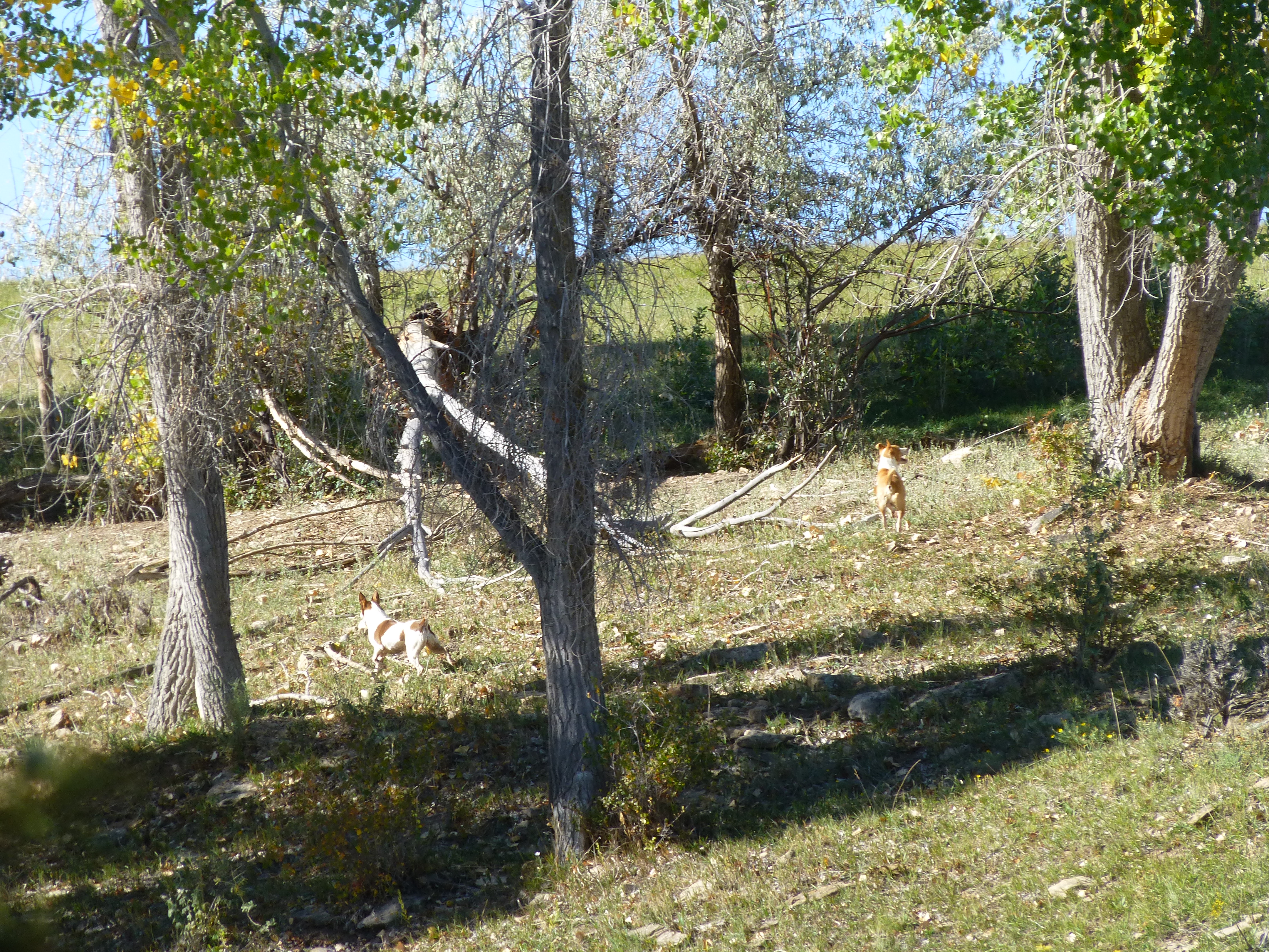 Turkeys – Rat Race Rat Terriers
