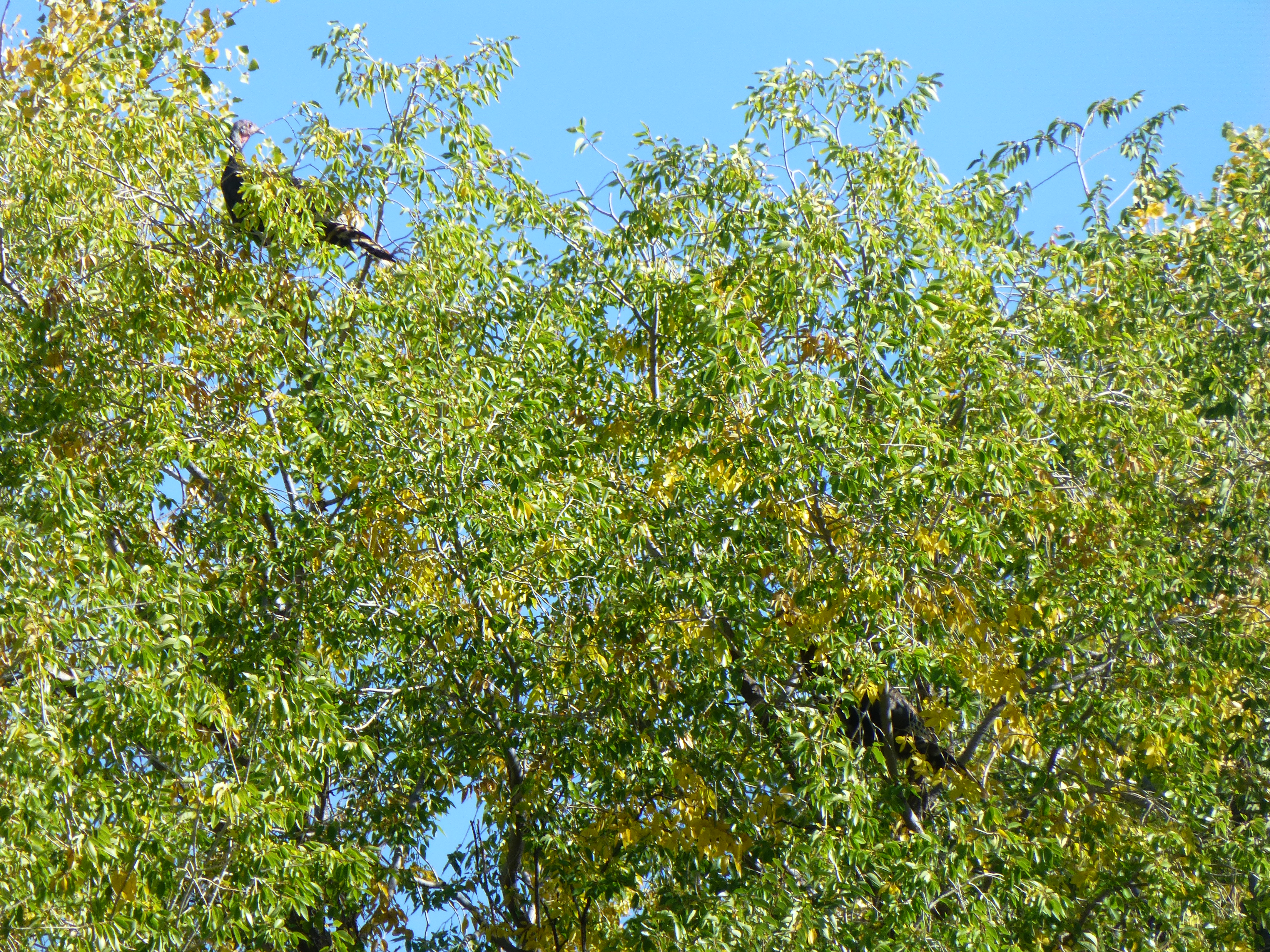 Turkeys – Rat Race Rat Terriers