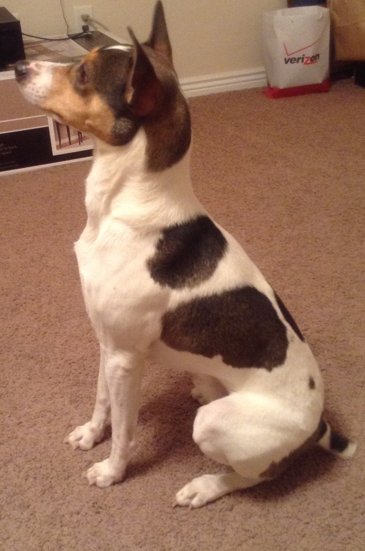 Milo – 1 – Rat Race Rat Terriers